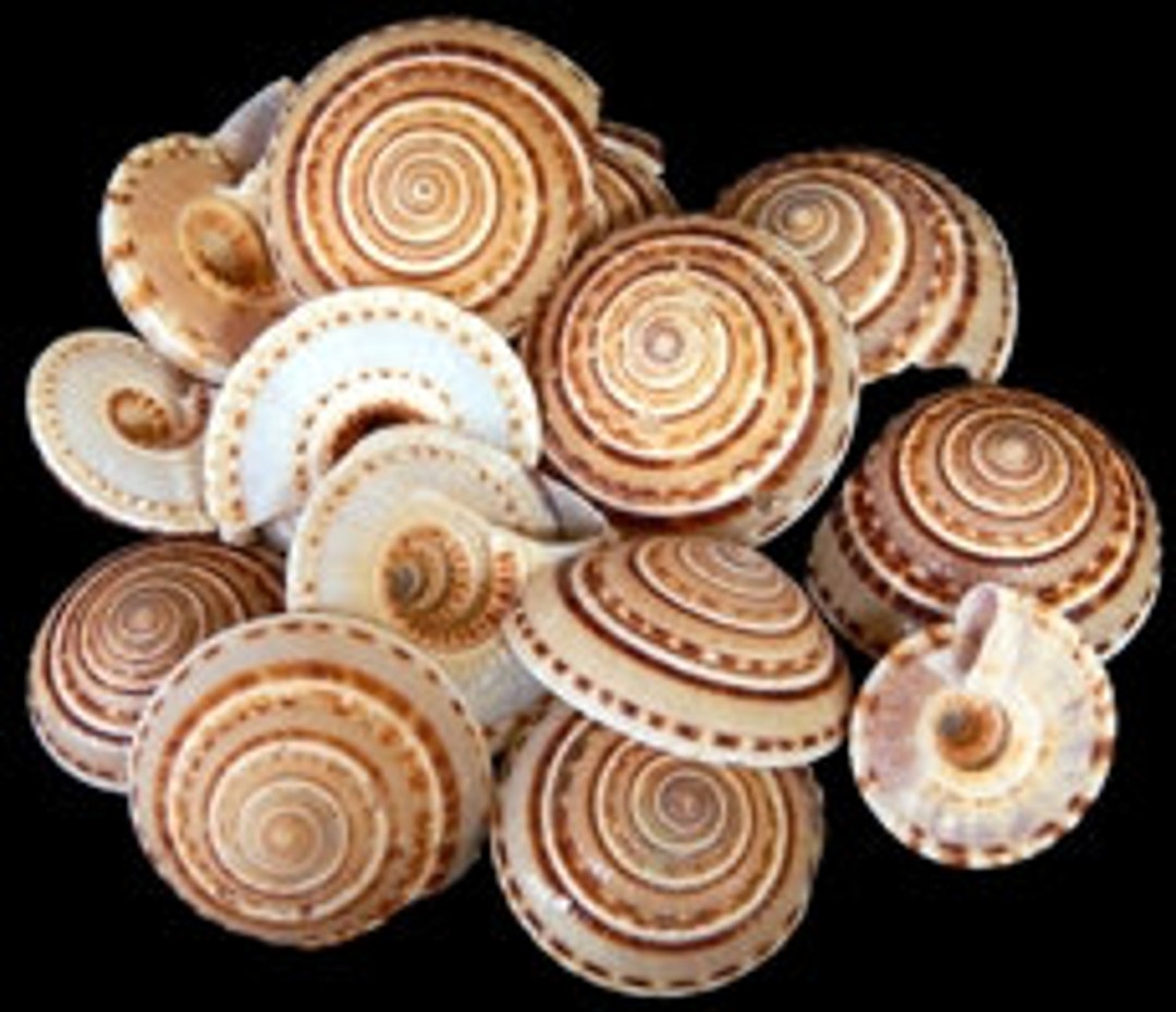 10pcs Sundial Seashells, Wholesale Seashells, Craft Shells ...