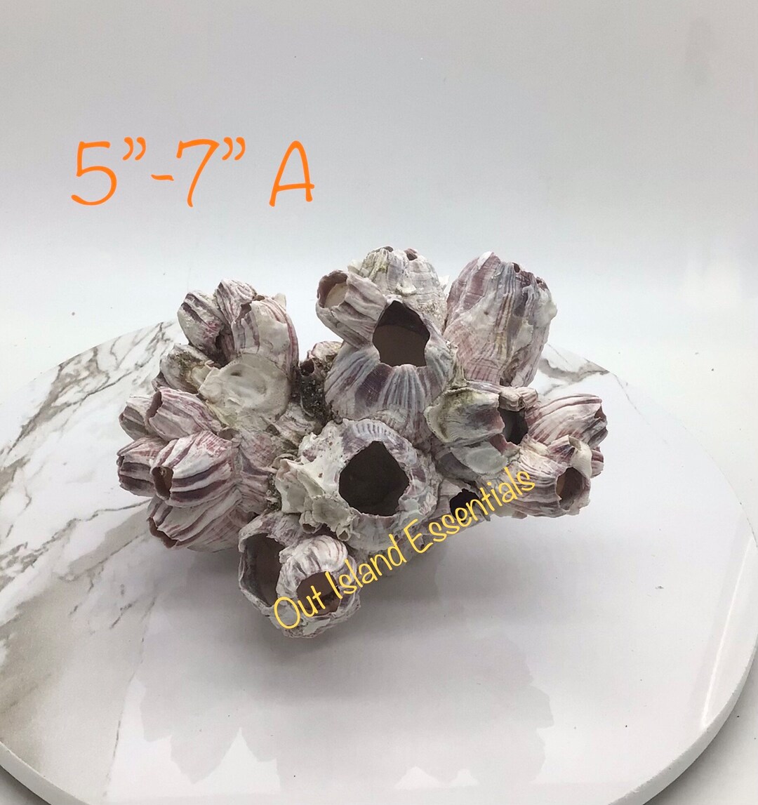 Purple Barnacle I Real Barnacle I Ocean Barnacles I Assorted - Etsy