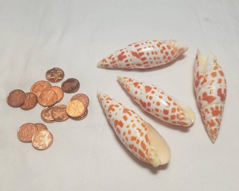 Two Mitra Seashells, Unpolished Orange Beach Decor (2-4") - Etsy