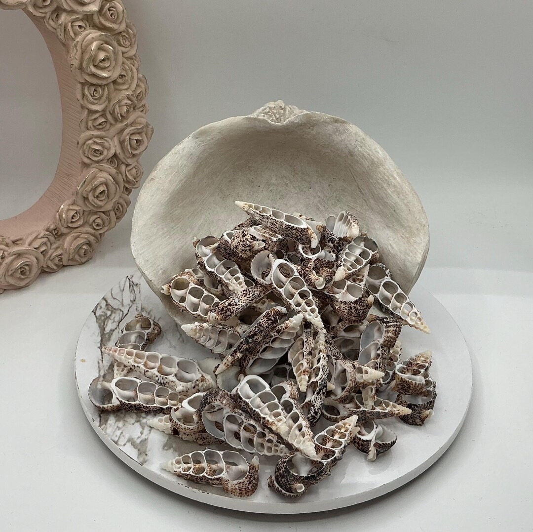 Center Cut Cerithium Aluco Shells I Craft Shells I Cut Sliced Seashells ...