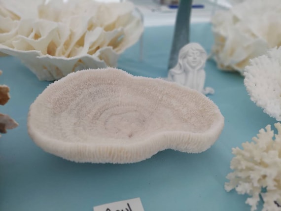 Bowl Coral I White Bowl Coral I Authentic Ocean Coral I | Etsy