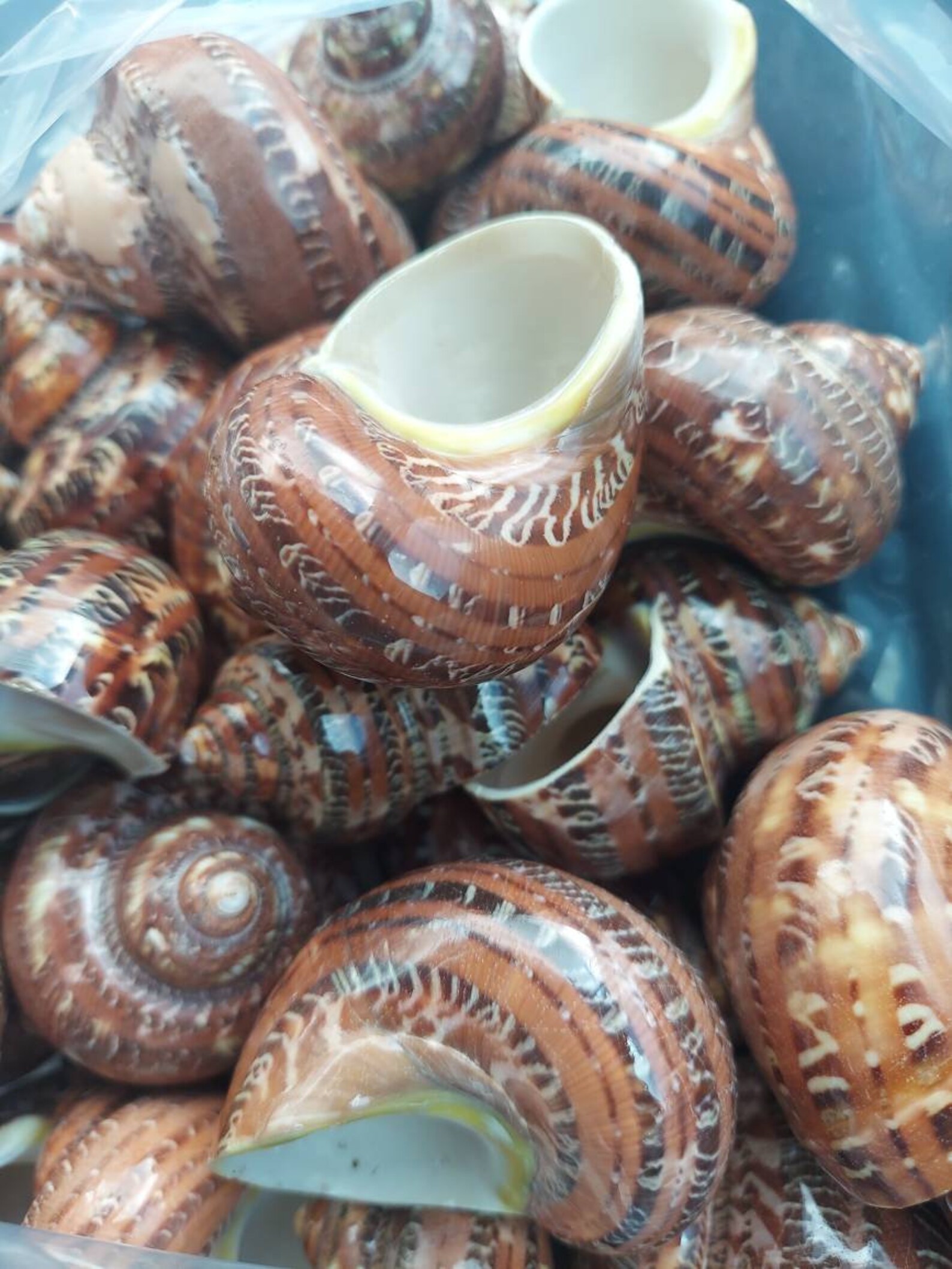 Turbo Petholatus Snakeskin Shell I Turbo Seashell I Turbo | Etsy