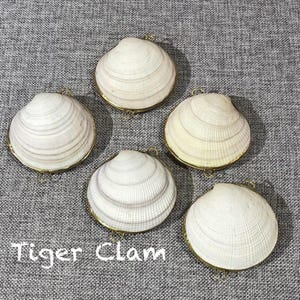 One Seashell Coin Purse | Seashell Pill Box | Seashell Ring Holder I ...