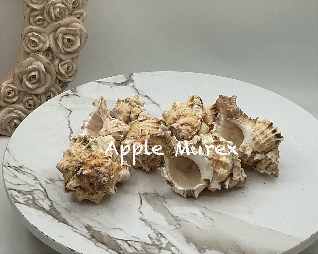 2 Pcs. Apple Murex Shell I Murex Seashell I Beige Murex Shells I Hermit ...