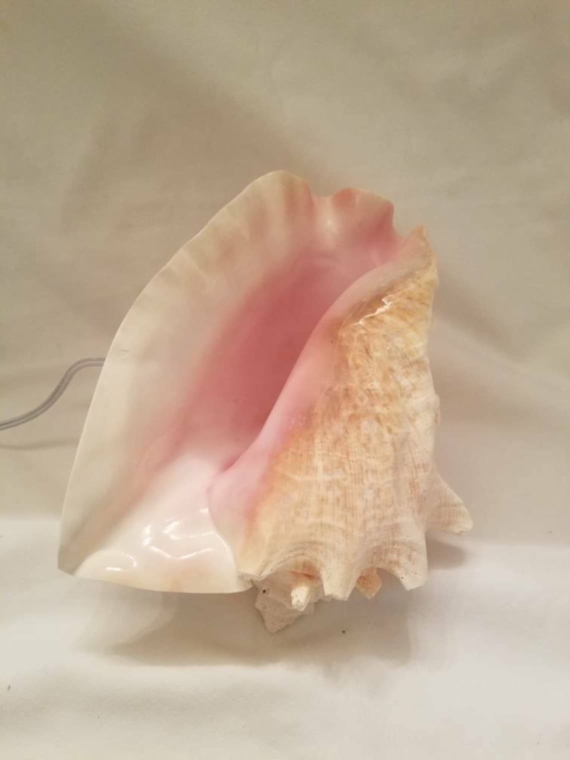Bahamian Queen Conch Shell Light I Pink Conch Shell Night | Etsy