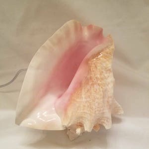 Bahamian Queen Conch Shell Light I Pink Conch Shell Night Light I SLIT ...