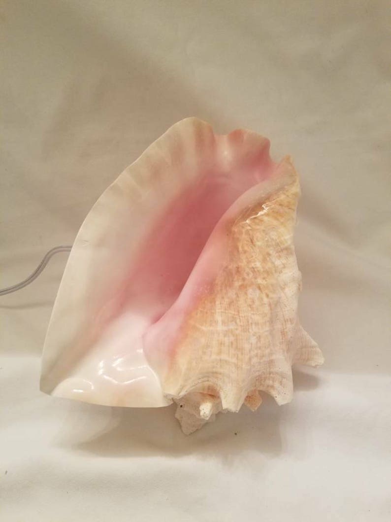 Bahamian Queen Conch Shell Light Pink Conch Shell Night Light | Etsy