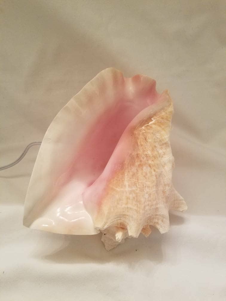 Bahamian Queen Conch Shell Light I Pink Conch Shell Night | Etsy