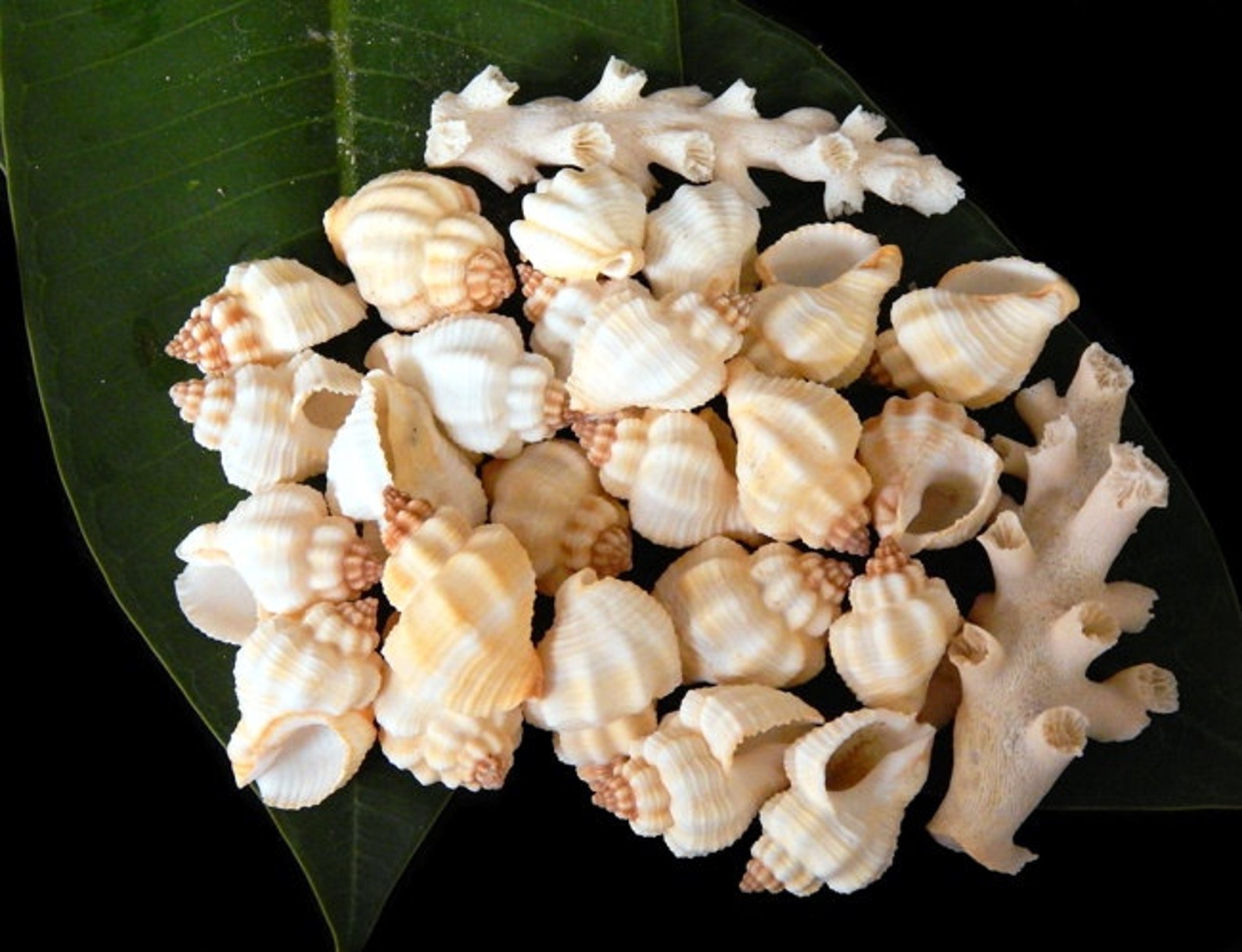 10pcs Cancellaria Seashells, Wholesale Seashells, Craft Shells ...