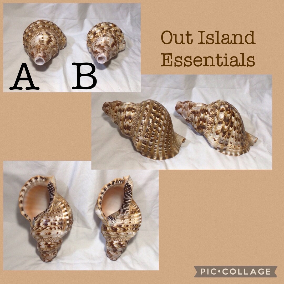 8"+ Triton Shell Horn I Little Mermaid Horn I Stunning Triton Shell ...