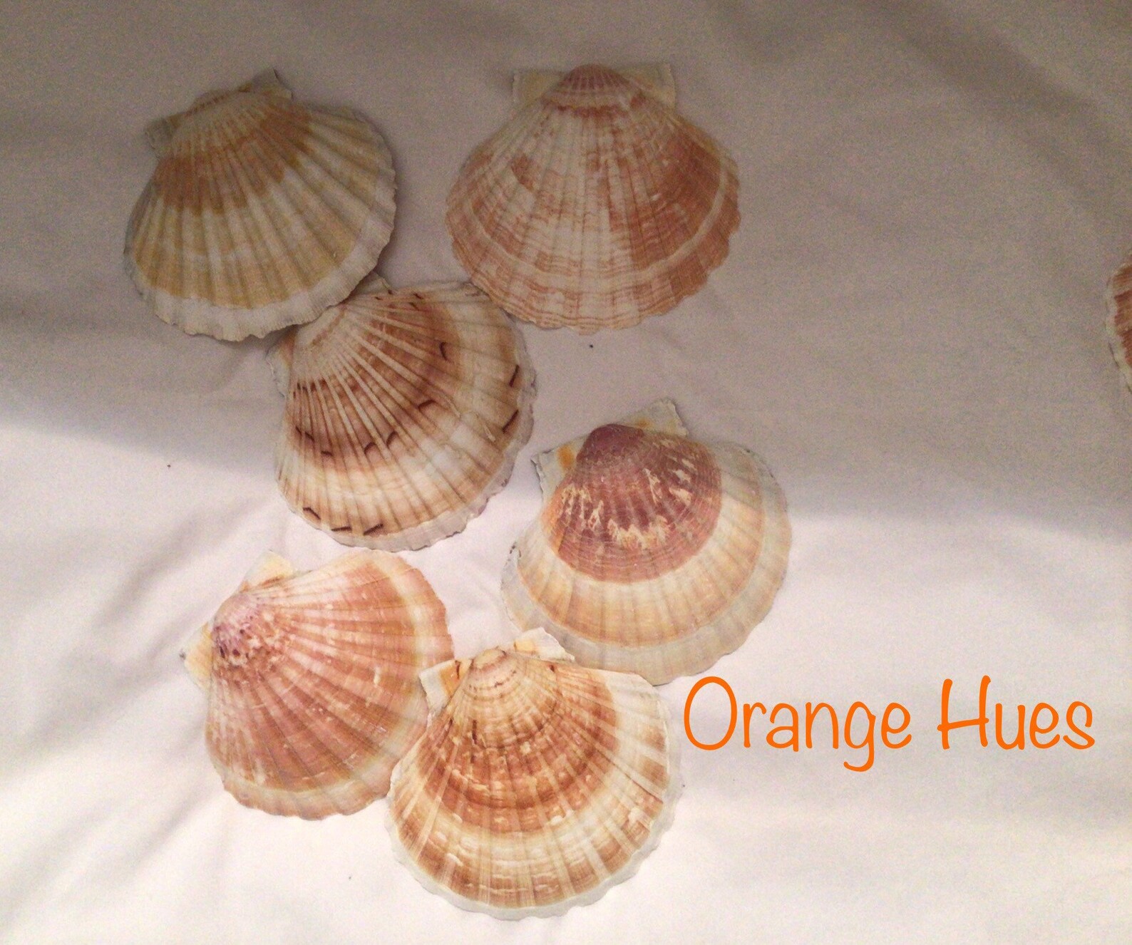 6 Pcs Irish Baking Clam Semi-white Scallop Clam Scallop - Etsy