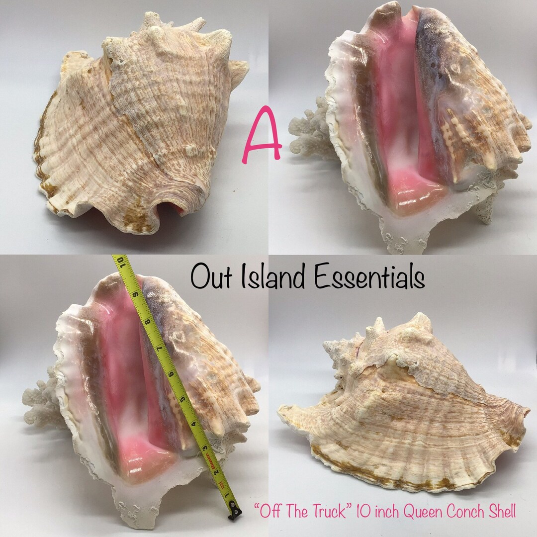 Natural Large Bahamian Queen Conch Shell I Pink Conch Shell - Etsy