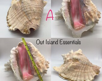 Queen Conch Shell - Etsy