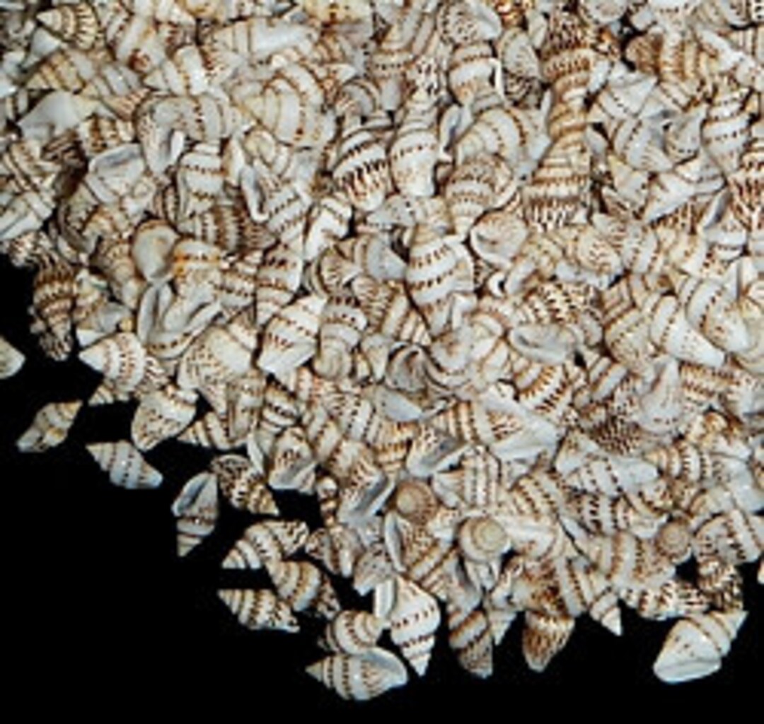Mixed Nassa Shells I Tiny Nassa Seashells I Striped Nassa Shells I ...