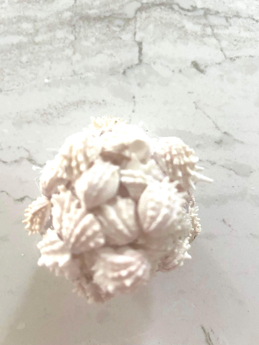 Scallop Shell Globe - Etsy