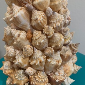 Shell Cone Tree, 10 Inches, Beachy, Conch - Etsy
