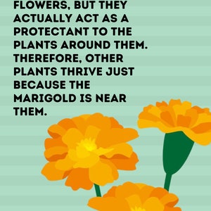 PRINTABLE PDF You Are A Marigold Greeting Card Digital Thank You Work ...