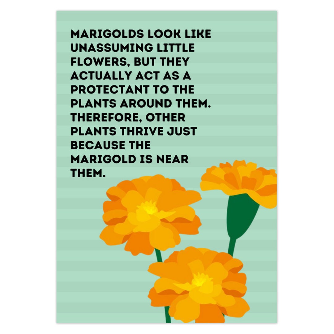You Are A Marigold Greeting Card - Etsy