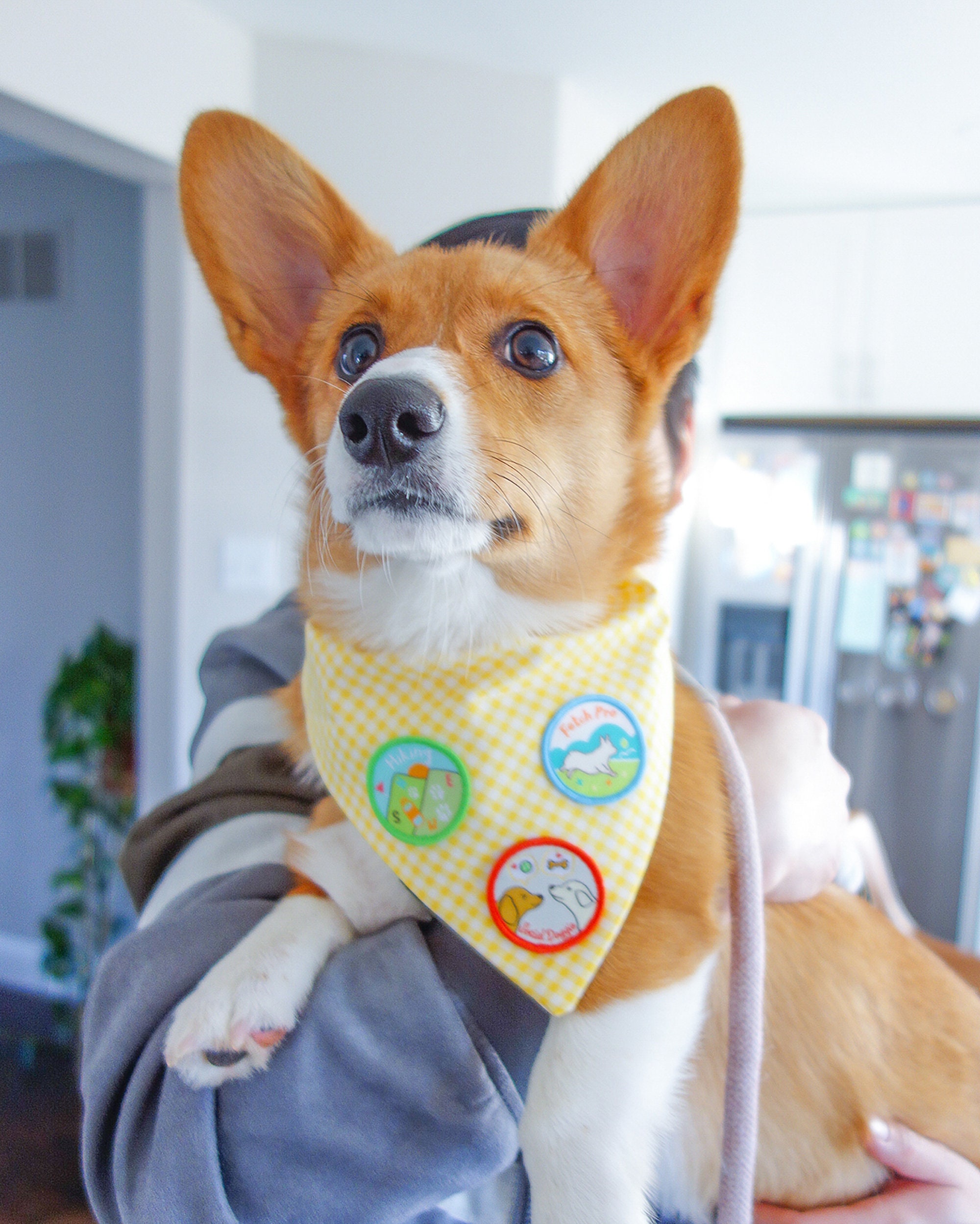 Fetch Pro Dog Merit Badge Iron on Embroidered Patch Dog - Etsy