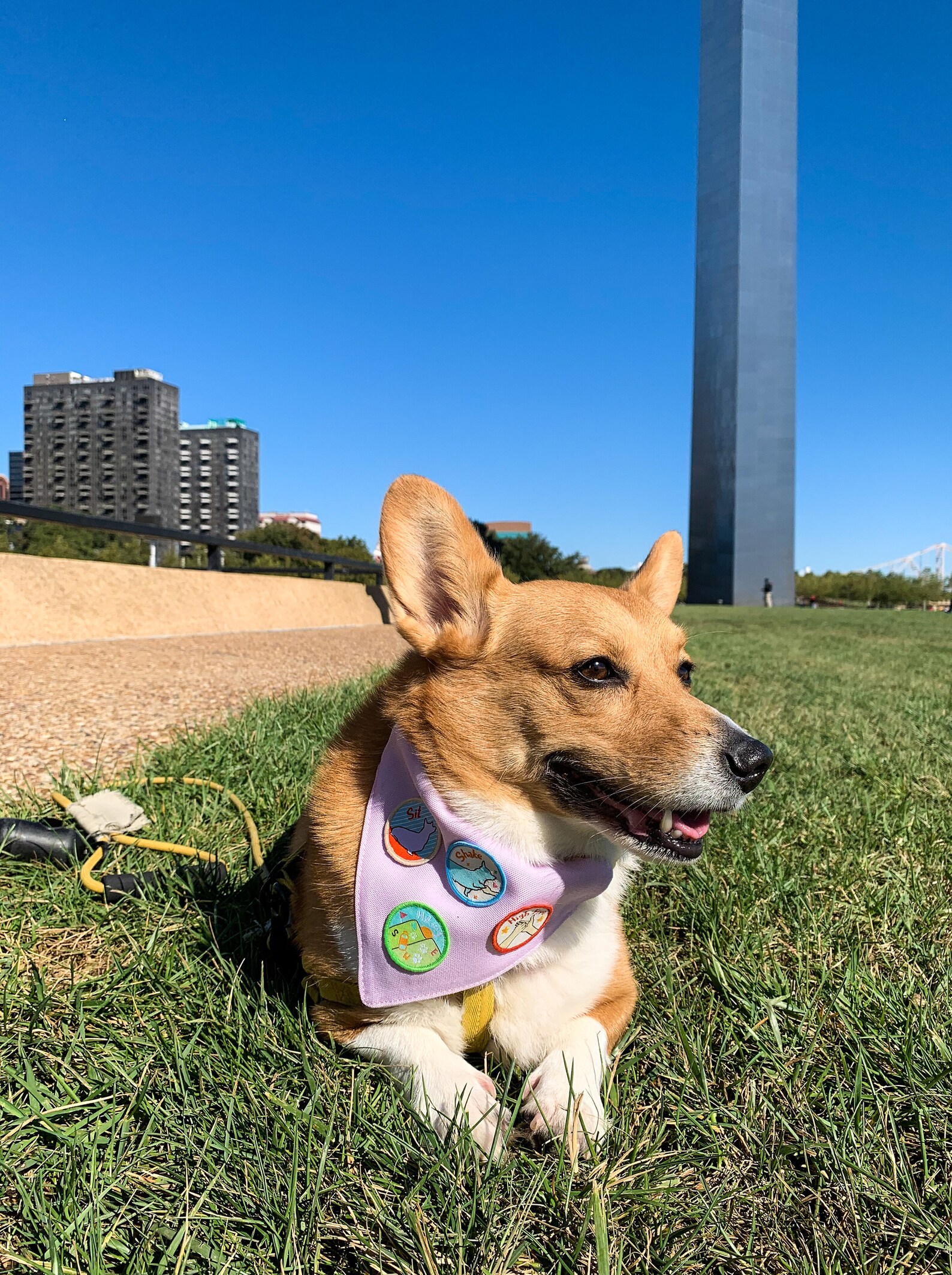 Fetch Pro Dog Merit Badge Iron on Embroidered Patch Dog - Etsy