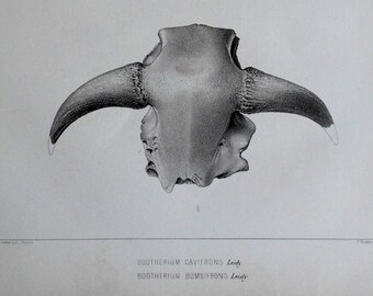1762 Head of Old Man or Philosopher How to Draw From the - Etsy