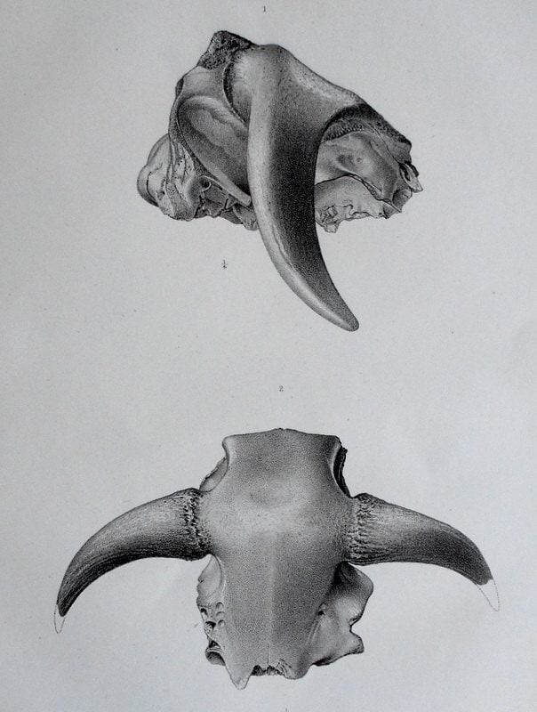 Bootherium Bombifrons