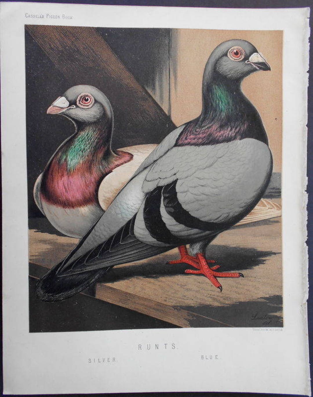1890 Silver, Blue Runts Pigeons. Birds Lithograph After Painting by J.W ...