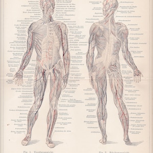 1896 MUSCLES of the HUMAN BODY Antique Lithograph, Anatomy, Human ...