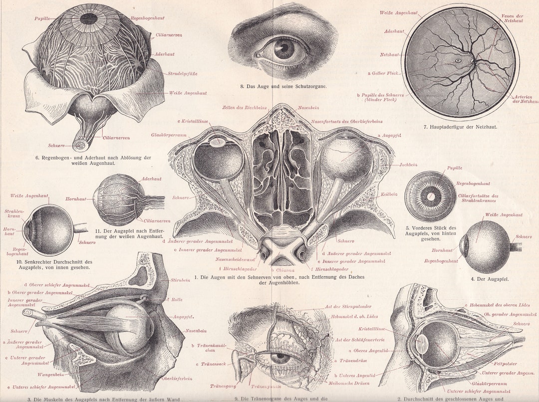 HUMAN ANATOMY EYE Ophthamology Antique Chromolithographic Prints - Etsy