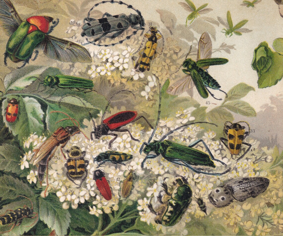 1894 Fauna INSECTS BEETLES BUGS Antique Chromolithograph Print - Etsy UK
