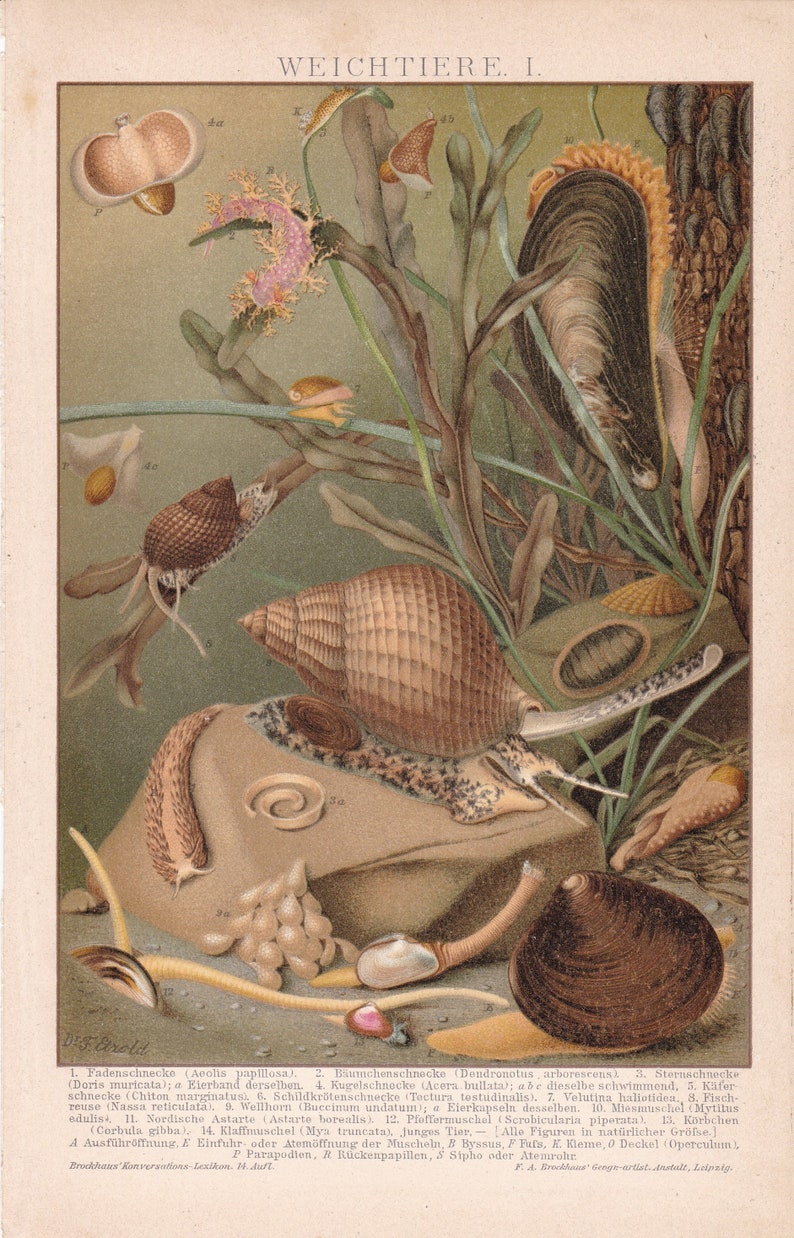 FAUNA ANIMALS MOLLUSCS Antique Chromolithographic Prints - Etsy