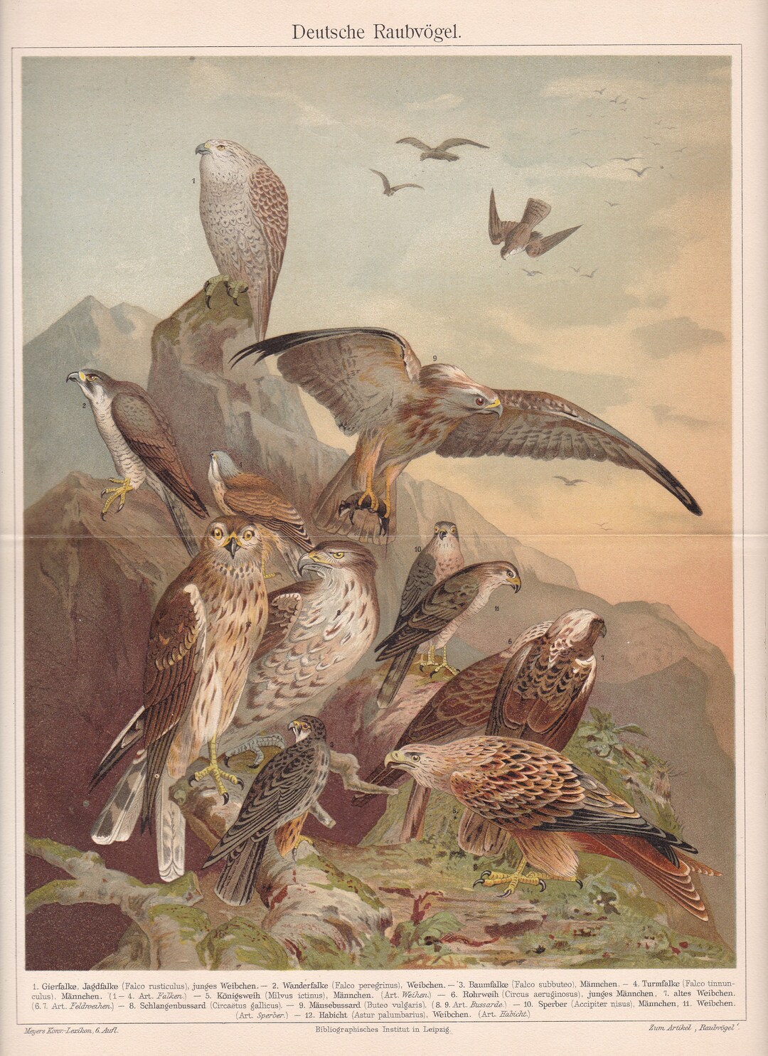 1894 German / European BIRDS of Prey FALKON HAWK Kestrel Buzzard ...