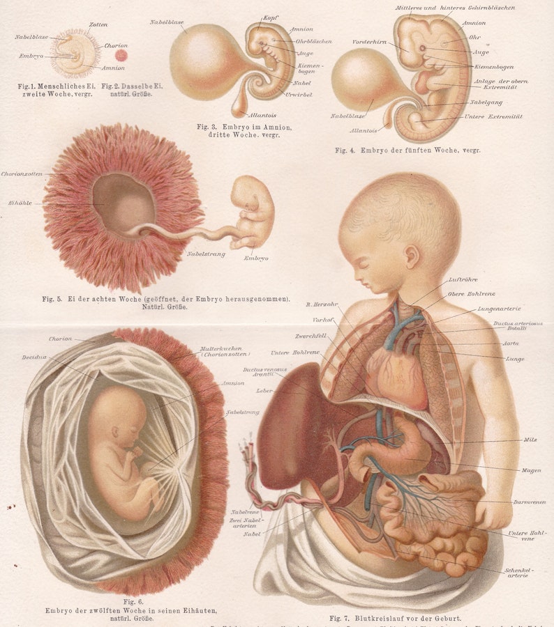 HUMAN ANATOMY in Utero Human Development Antique Chromolithographic ...
