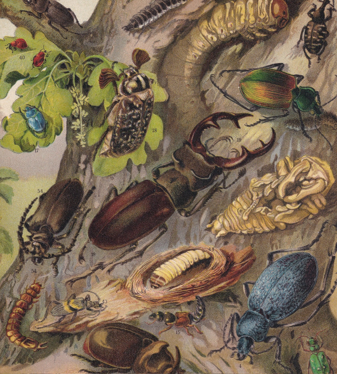1894 Fauna INSECTS BEETLES BUGS Antique Chromolithograph Print - Etsy UK
