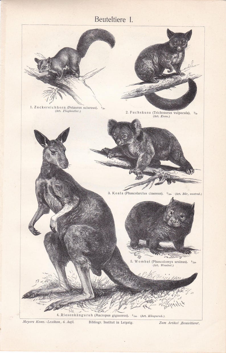 Original 1894 Antique Lithography Print of Marsupials - Кangaroo Кoala ...