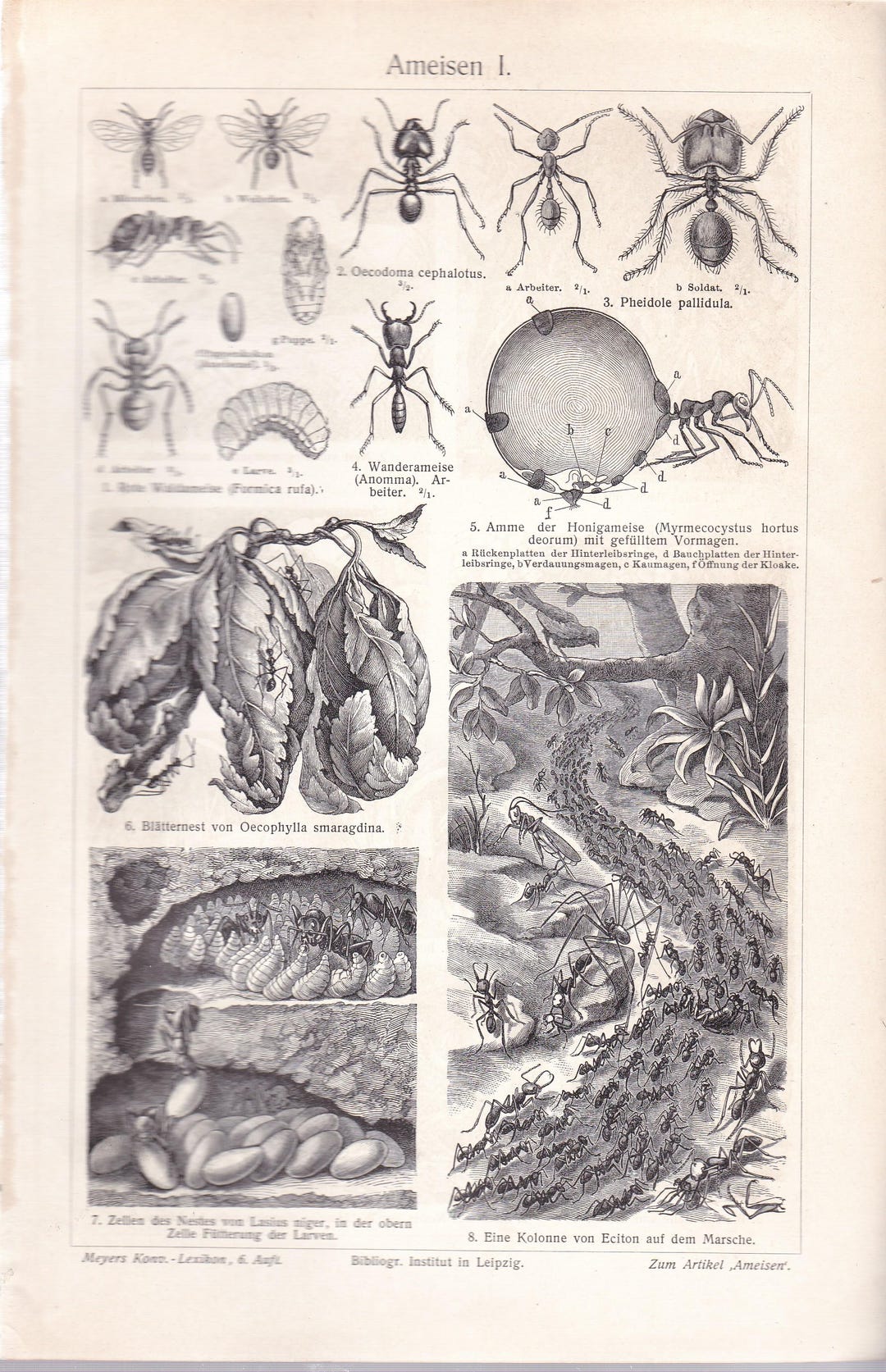 Original 1894 Antique Colour Lithography Prints of Ants in Normal ...