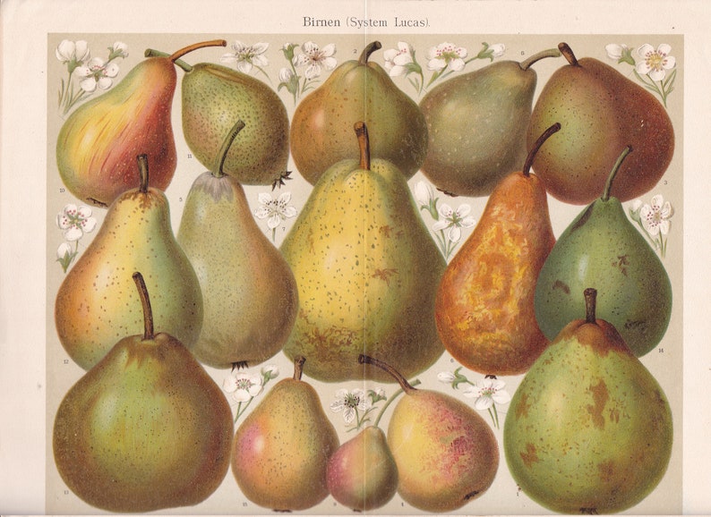 Flora Plants FRUIT PEARS Varietes Antique Print Ca 1890 - Etsy