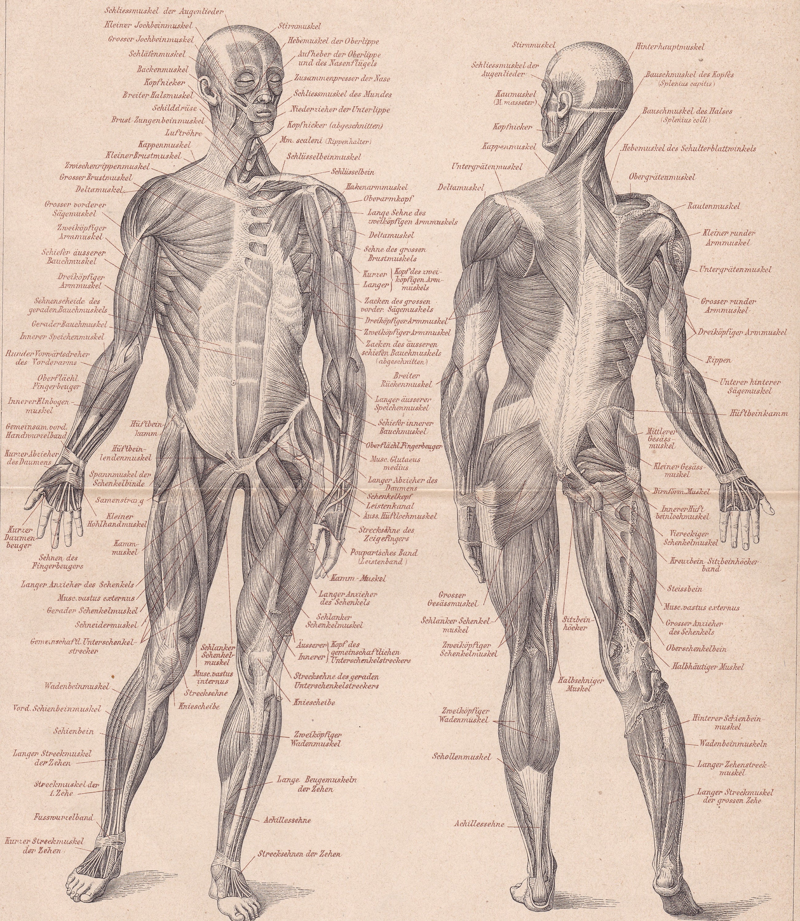 1896 MUSCLES of the HUMAN BODY Antique Lithograph, Anatomy, Human ...