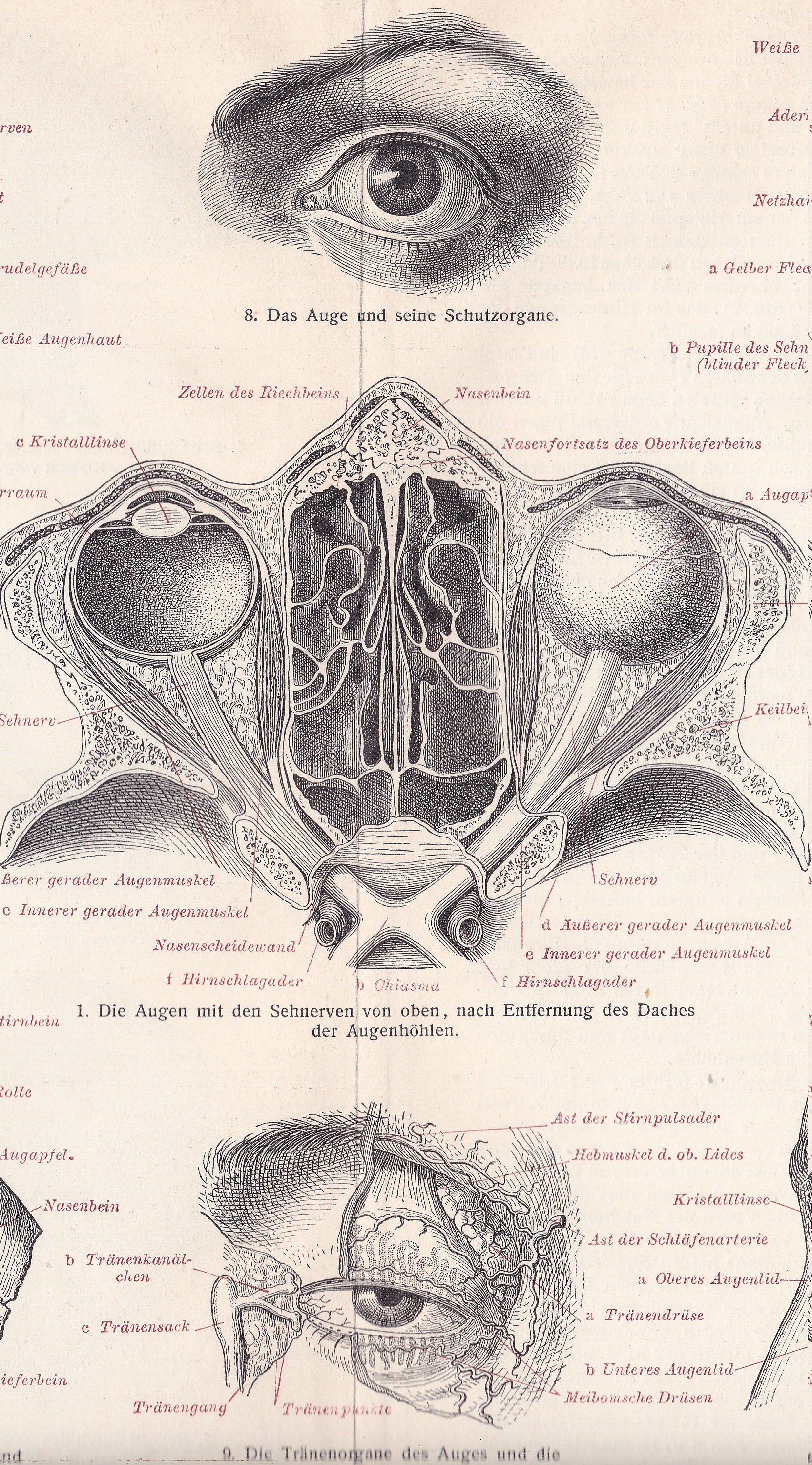 HUMAN ANATOMY EYE Ophthamology Antique Chromolithographic Prints - Etsy