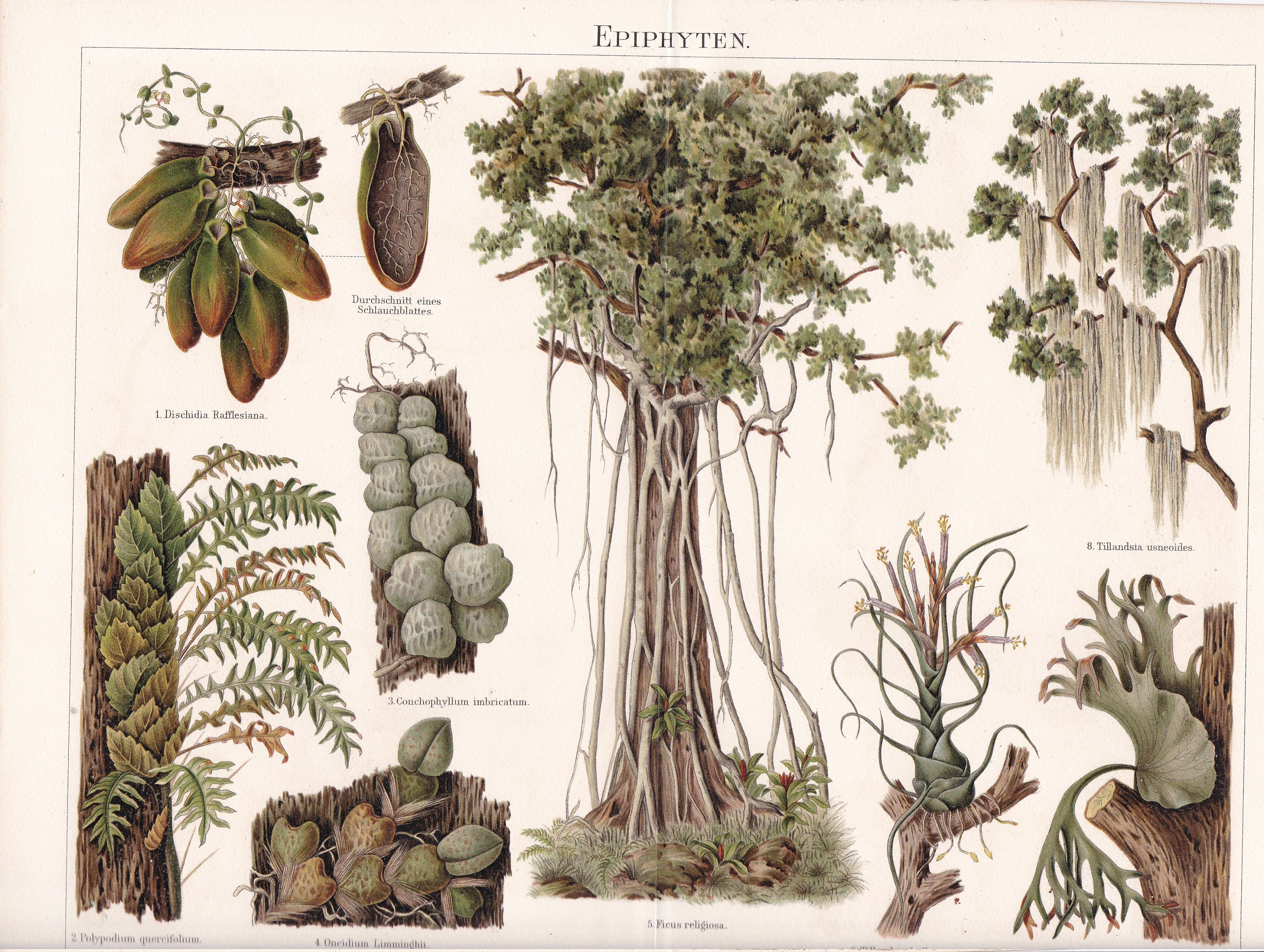 Epiphyte Plant Drawing