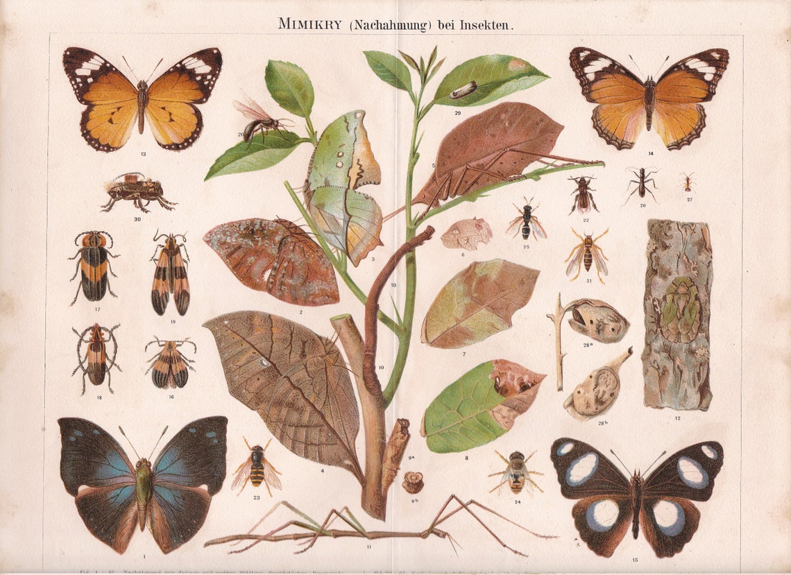 1894 Fauna MIMICRY BUTTERFLIES INSECTS Antique Chromolithograph Print ...