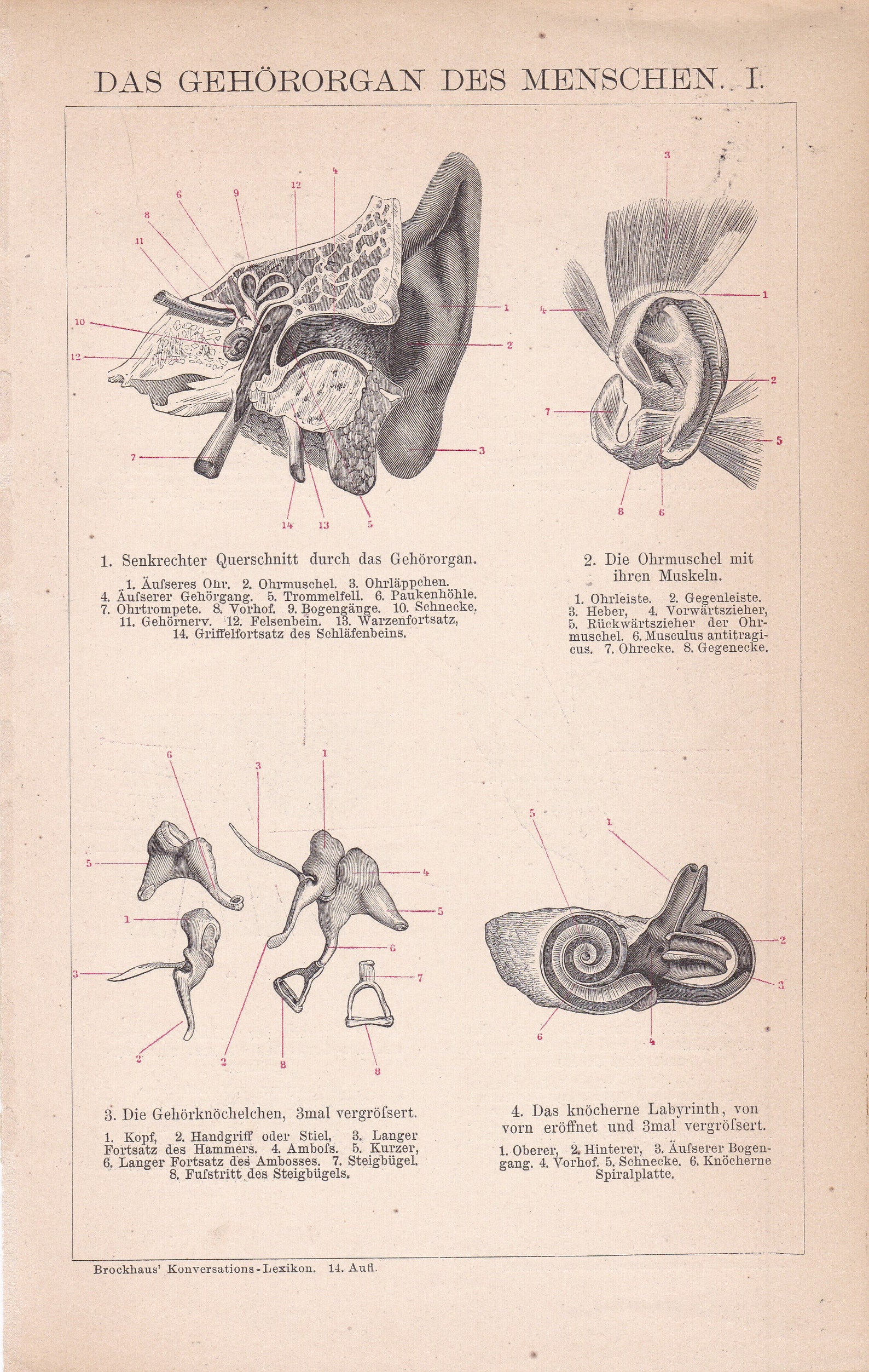 1896 HUMAN EAR Antique Lithograph Print, Anatomy, Human Anatomy, 125 ...