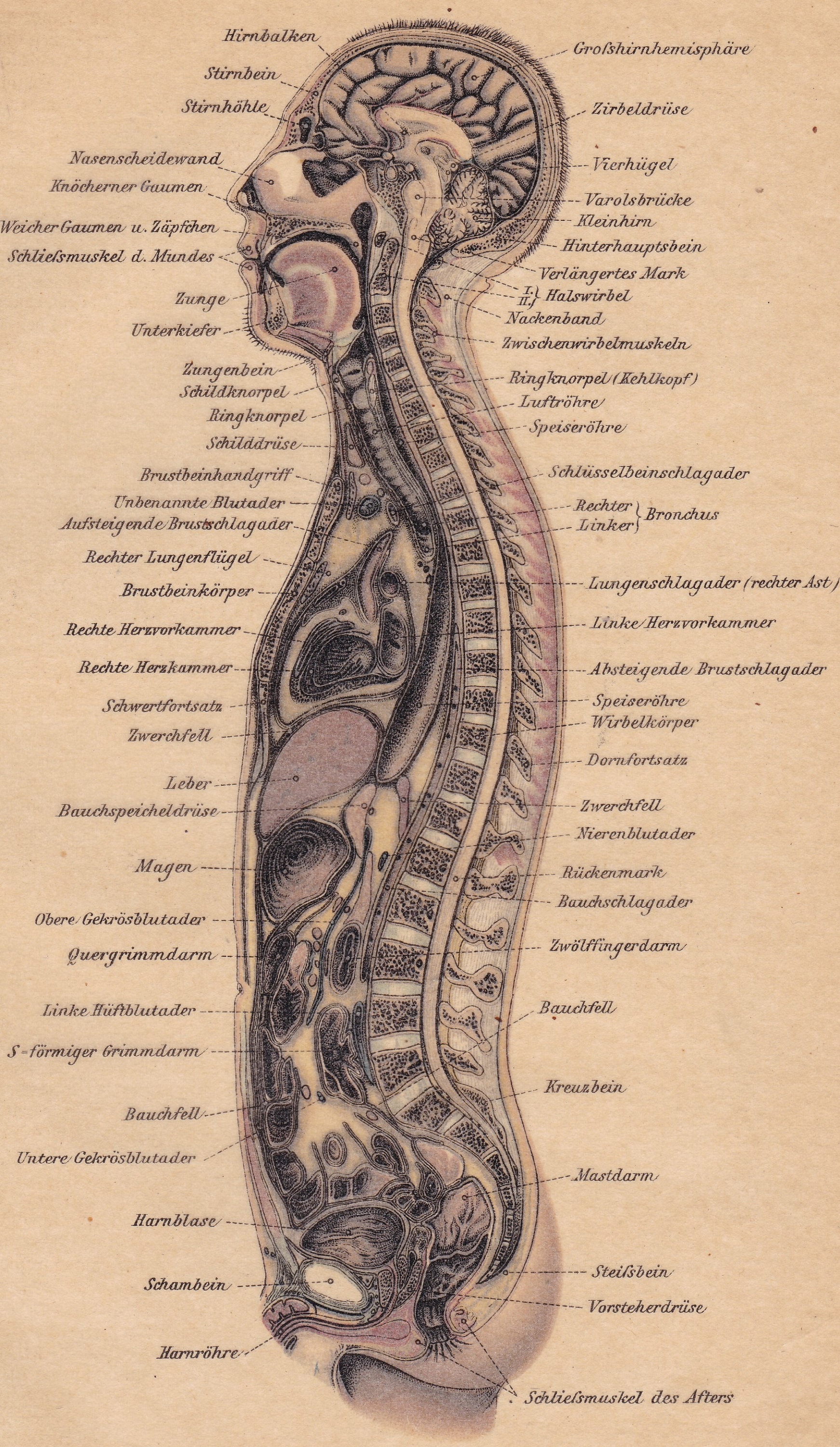 Human Anatomy Cross Section Cross Section Of The Arm Artwork Stock