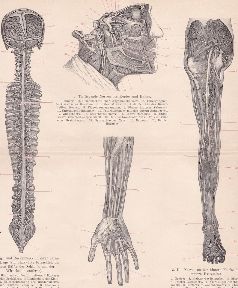 1896 HUMAN NERVES Antique Lithograph Print, Anatomy, Human Anatomy, 125 ...
