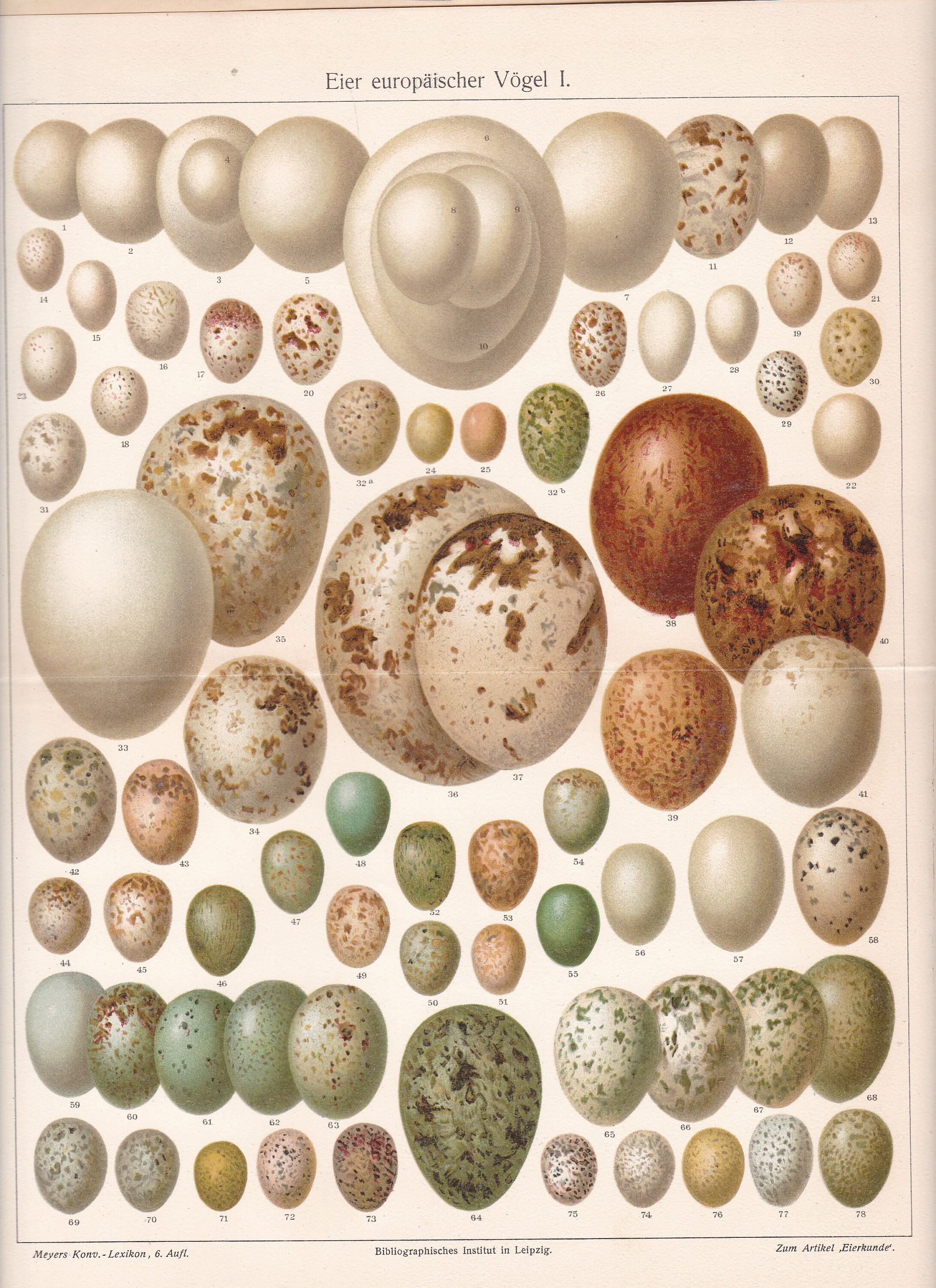 1894 FAUNA HUEVOS DE AVES EUROPEAS Grabado cromolitógrafo antiguo ...