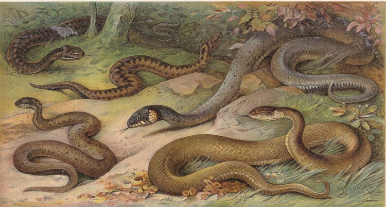 FAUNA ANIMALS SNAKES Antique Chromolithographic Prints - Etsy