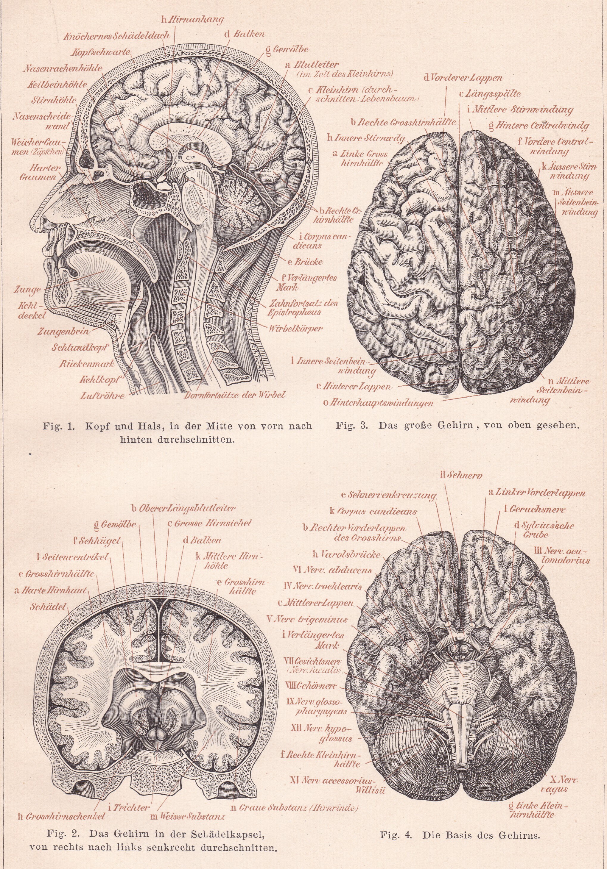 1896 HUMAN BRAIN Antique Lithograph Print, Anatomy, Human Anatomy, 125 ...