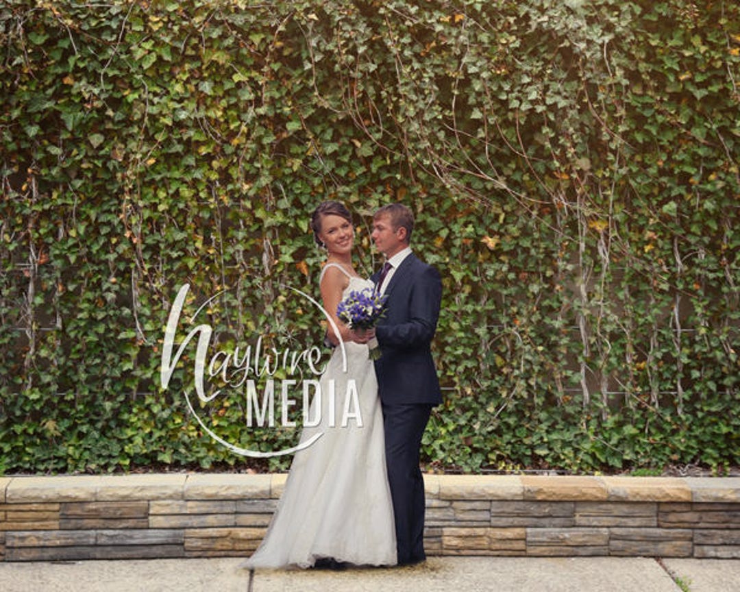 Beautiful Ivy Wall Plant Vines - Wedding Nature Backdrop Scene ...