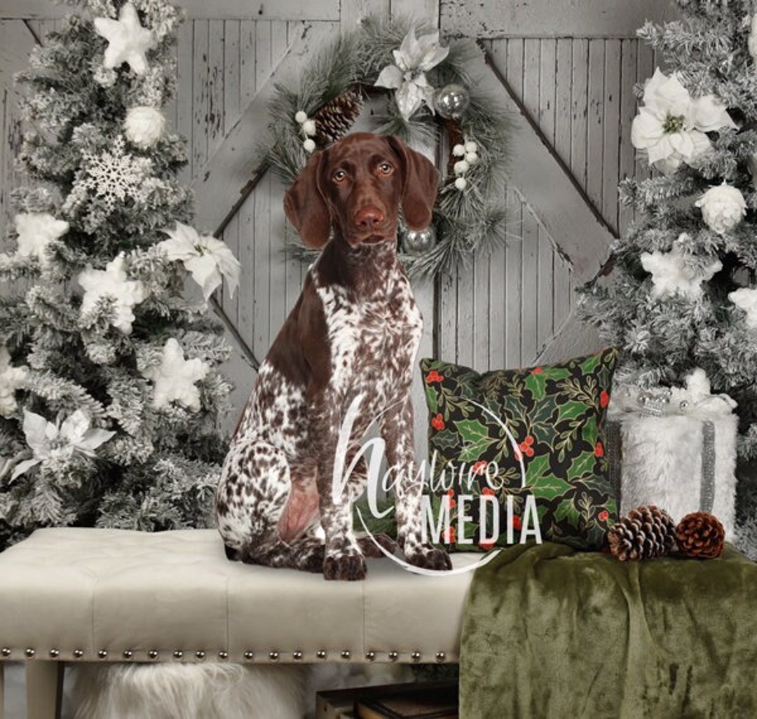 Christmas Pet Photo for Dogs or Cats, Christmas Pet Card Photo Idea ...