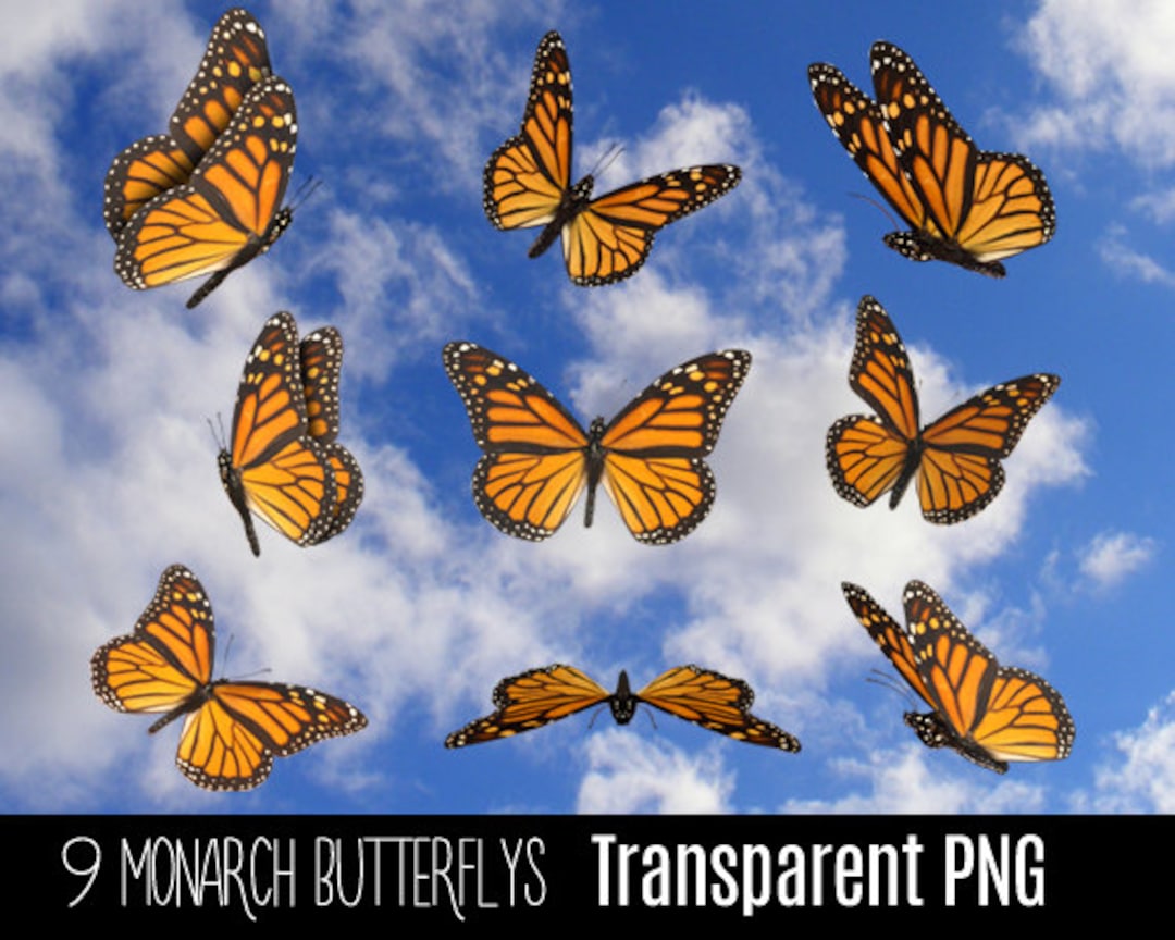 Monarch Butterfly Wings PNG Overlays: Fairytale Photo Effects Digital ...